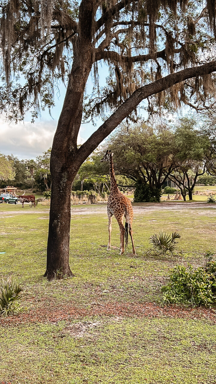 Disney Food Guide: Animal Kingdom - Vagrant Appetite